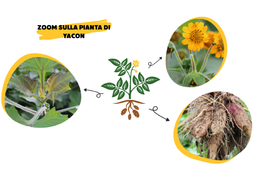 Yacon: cos'è, da dove viene e come si produce | Céréal